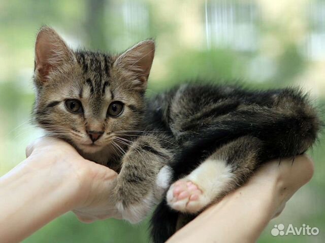 Маленькая котенок Мика ищет дом