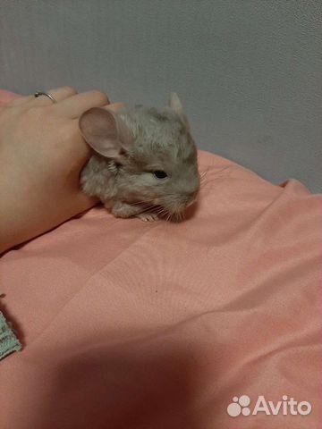 Шиншиллята