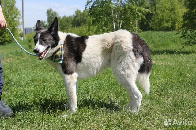 Заберите из клетки Тимона