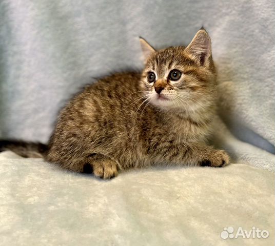 Варенька ждет хозяев