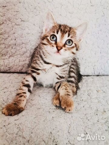 Маленькая Тигруша ищет семью