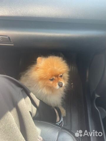 Шпиц найден