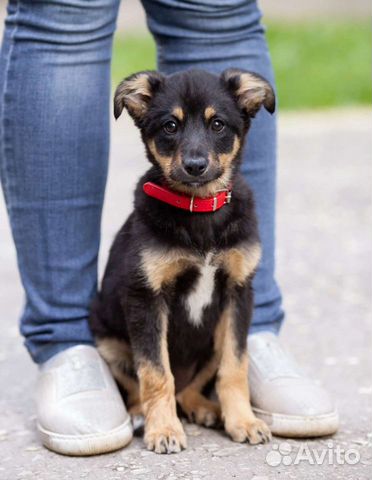 Мэри мелкашная девчонка