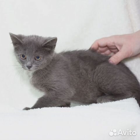 Котенок Яша