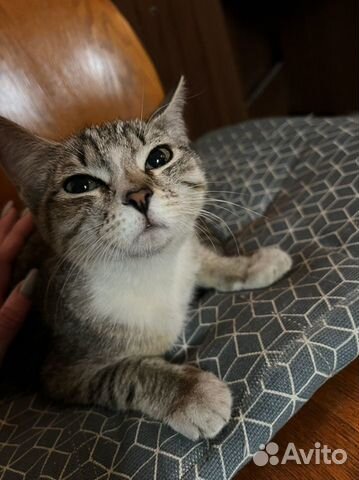 Котенок