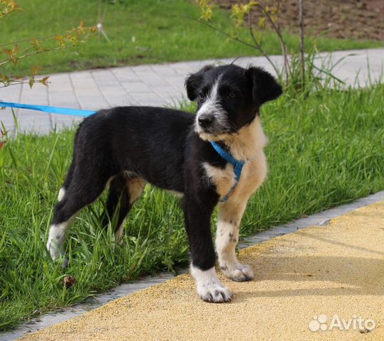 Тимка, душа-мальчик 3 месяцев, в добрые руки