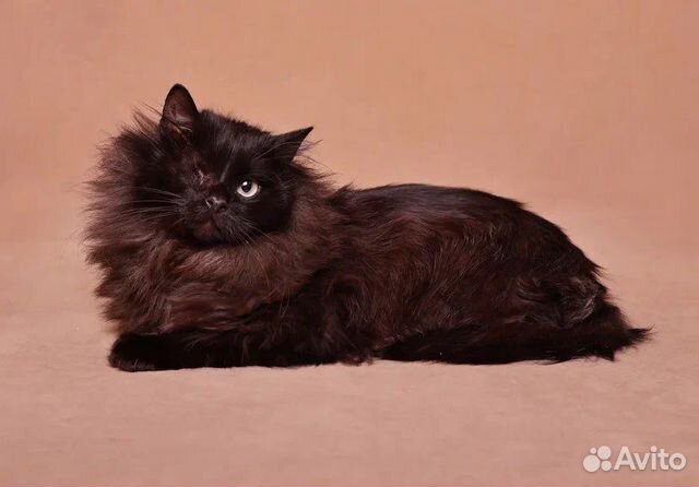 Котик Джек в добрые руки