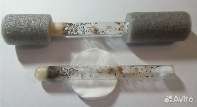 Семья муравьев