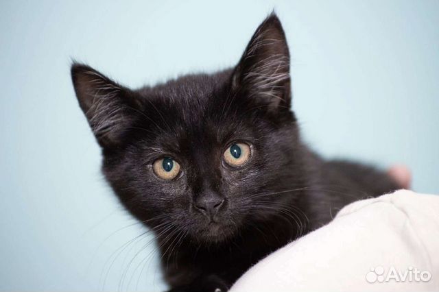 Мартиша ищет дом