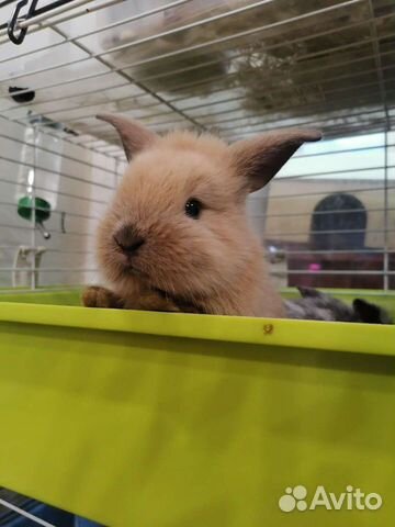 Декоративные кролики