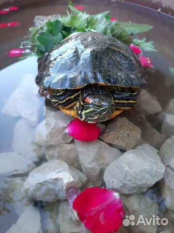 Красноухая черепаха пресноводная