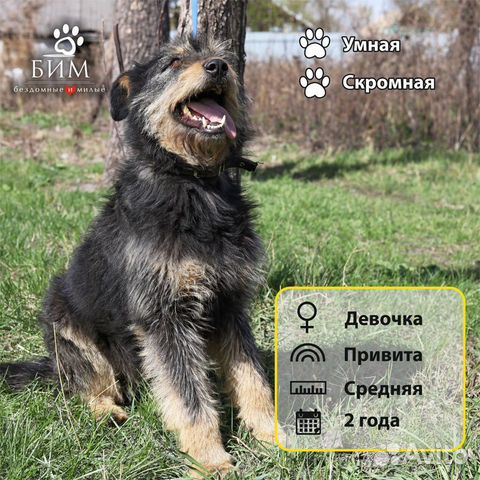 Собака