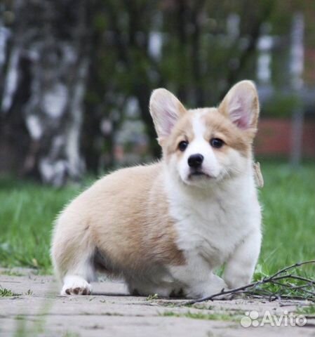 Малыш вельш-корги