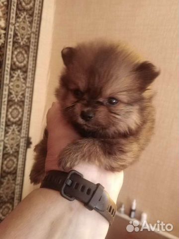 Померанский шпиц мини