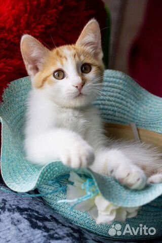 Котёнок(девочка) в добрые руки