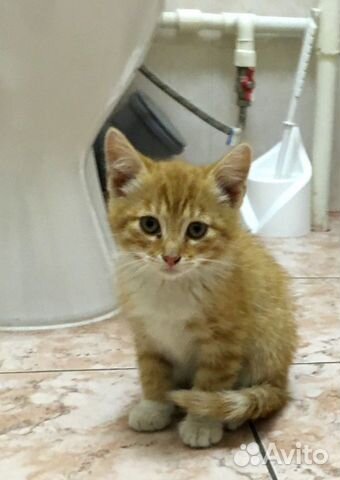 Маленький рыжий котенок ищет семью