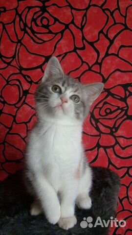 Манчкин long