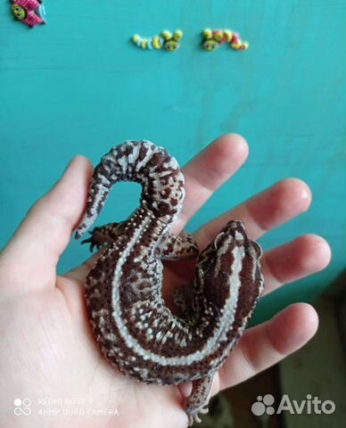 Гемитекониксы