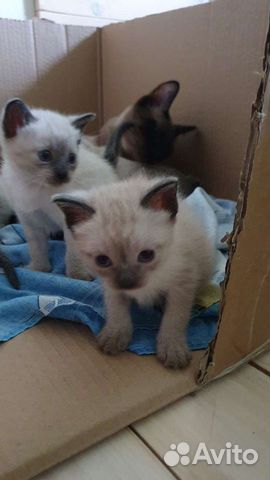 Котята тайские чистокровные