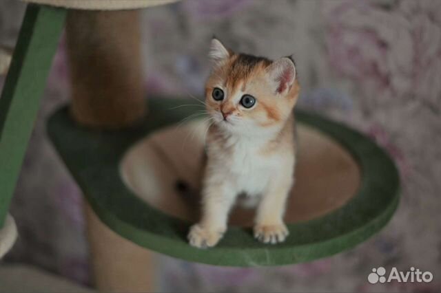 Британские котятв