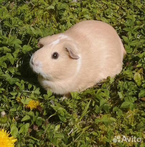 Отдам морскую свинку