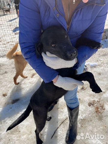 Амур- собака- друг