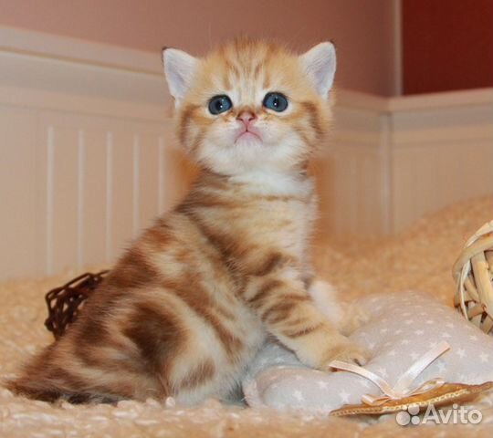 Наполеон-Роскошный Золотой ny22 Британец