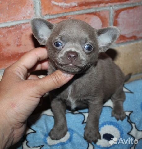 Чихуахуа Кукленок лилового окраса