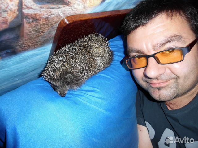 Отдам ёжа