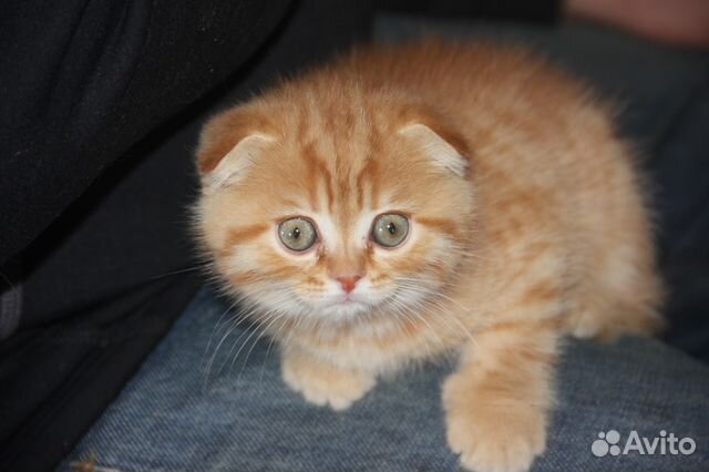 Рыжий вислоухий котик