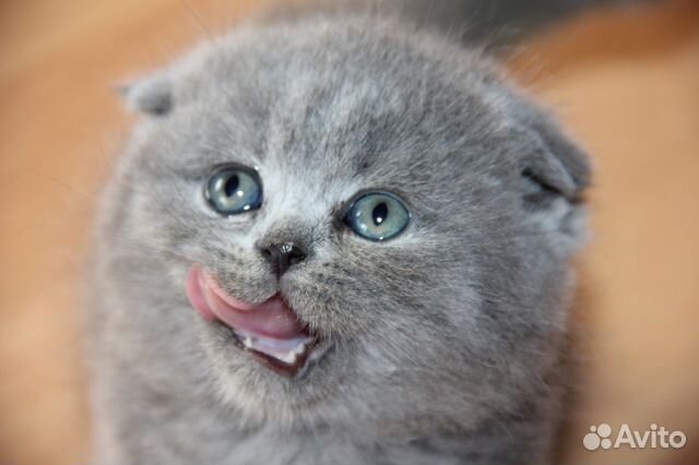 Вислоухие и прямоухие котята, плюшевые малыши