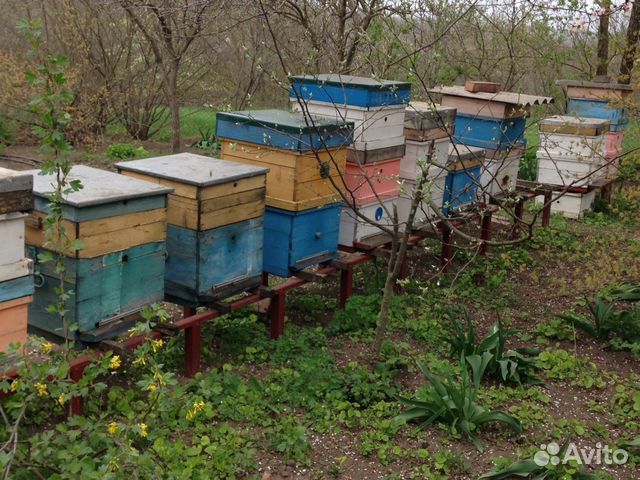 Пчелосемьи