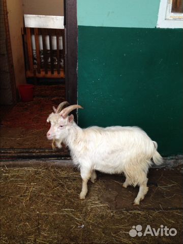 Продам козла