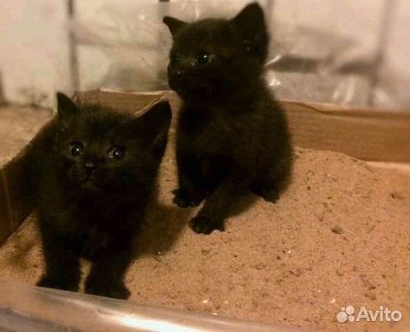 Ласковые котята, как мини пантеры. Бомбей