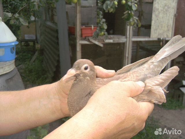 Голуби menllemans