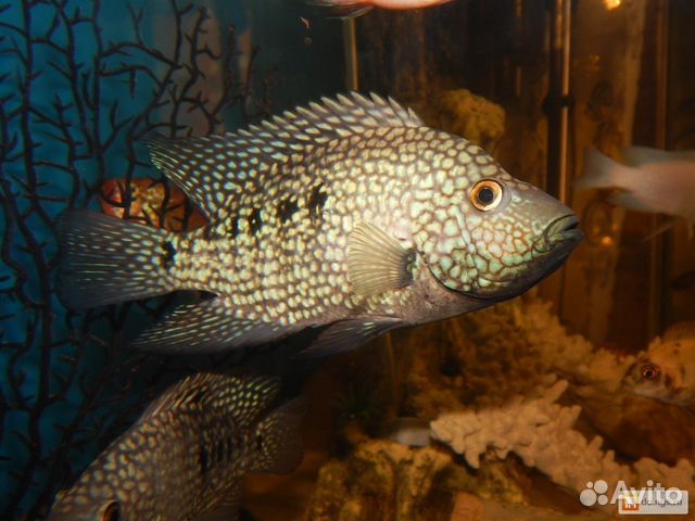 Мальки бриллиантовой цихлазомы