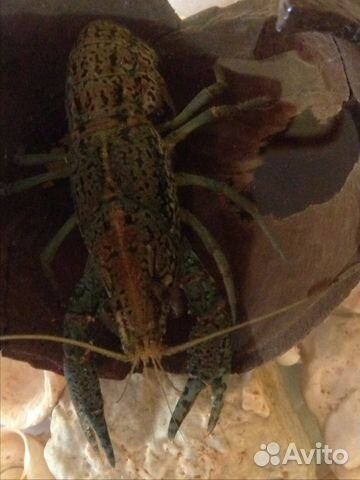 Раки для аквариума.отлично живут в аквариуме от 5