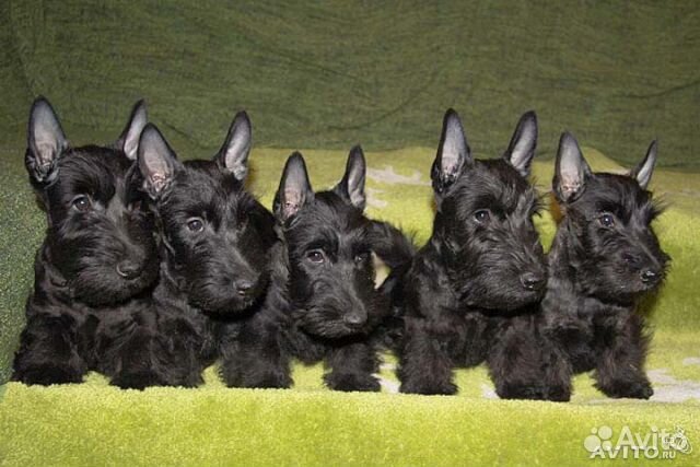 Роскошные щенки скотч терьера