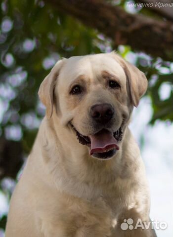 Кобель лабрадора - Чемпион