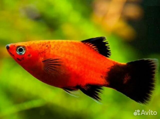 Меченосцы, пецилии, растения