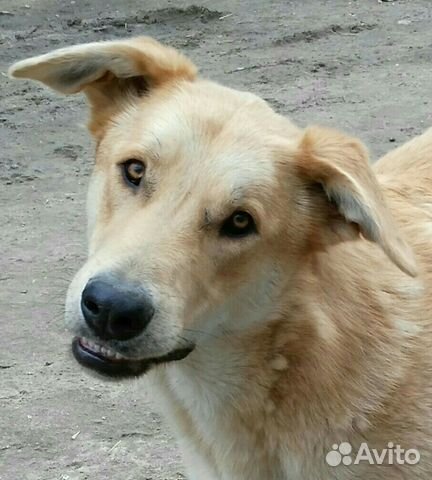 Крупный, молодой метис для загородного дома