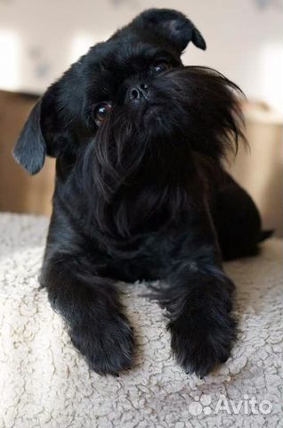 Вязка.Бельгийский и Брюссельский Гриффон.Чемпионы