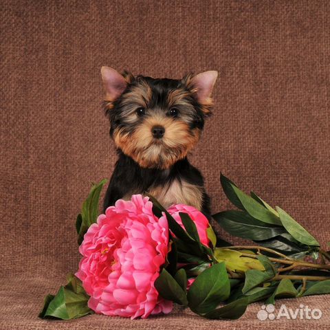 Красотулечки