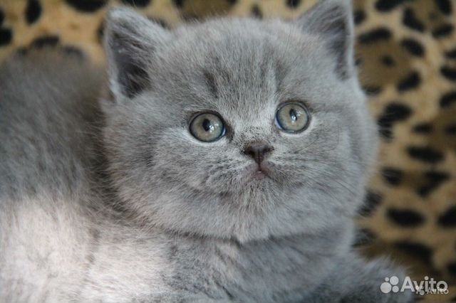 Британские котята