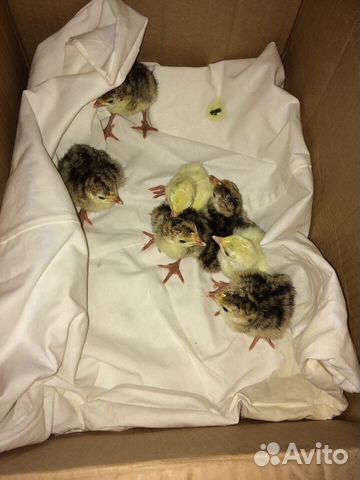 Индюшата и инкубационные яйца