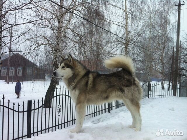 Аляскинский маламут, вязка