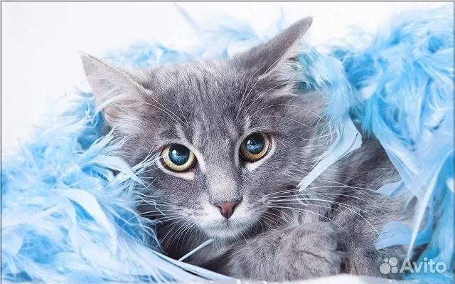 Дымка-суперласковая пушистая кошечка в добрые руки