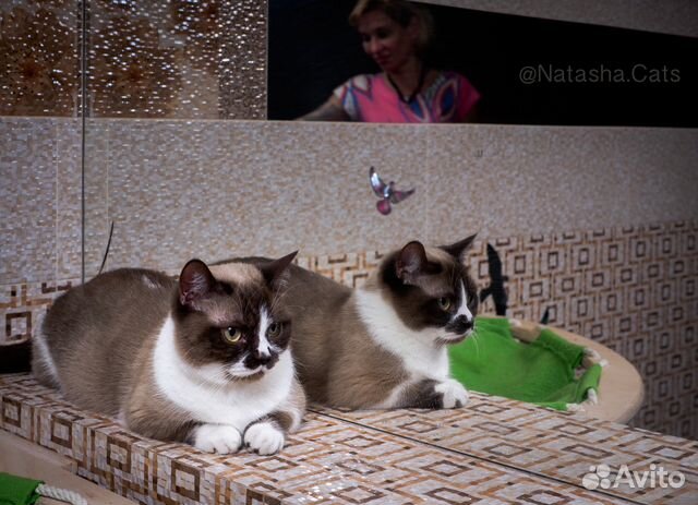 Munchkin Манчкин котята шоу класса