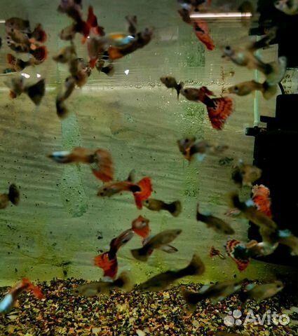 Гуппи ковровая