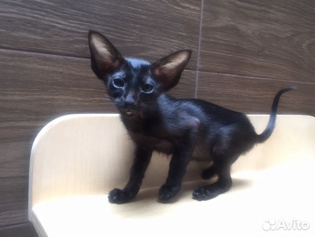 Ори кошечка Black Dream